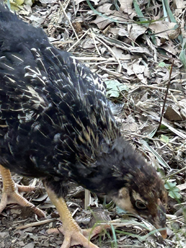 Gallery - National Poultry Equipment