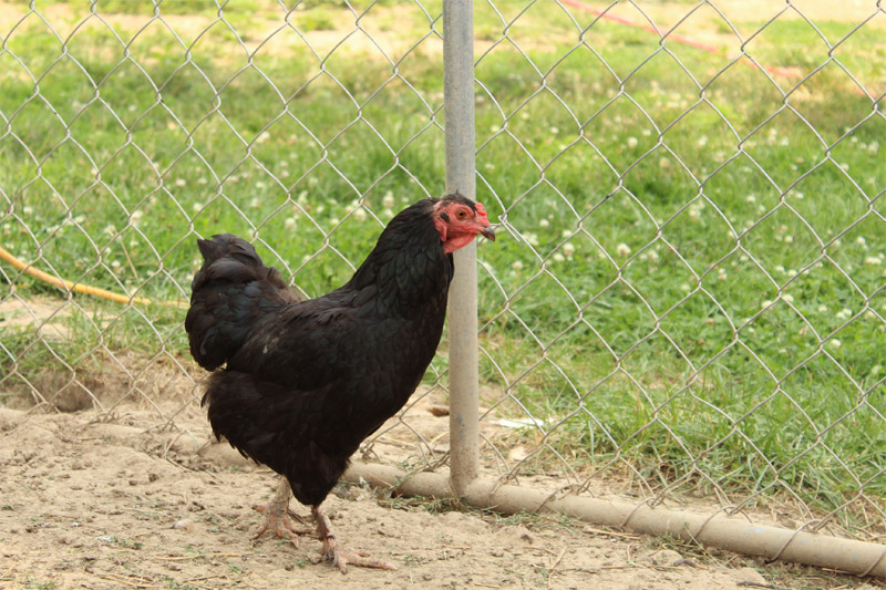 Gallery - National Poultry Equipment