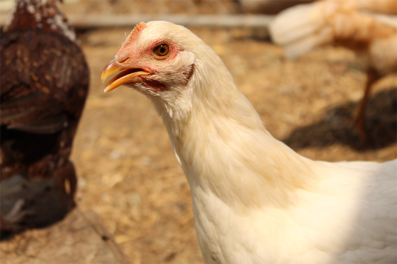 Gallery - National Poultry Equipment