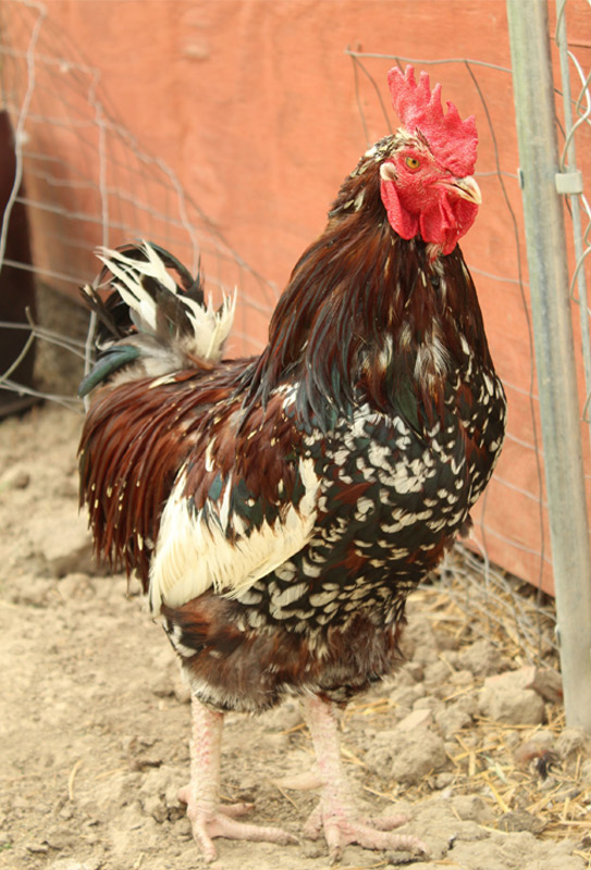 Gallery - National Poultry Equipment